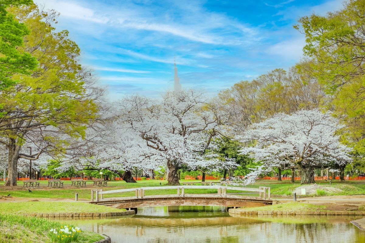22 Awesome Things To Do In Shibuya – Japan Roads